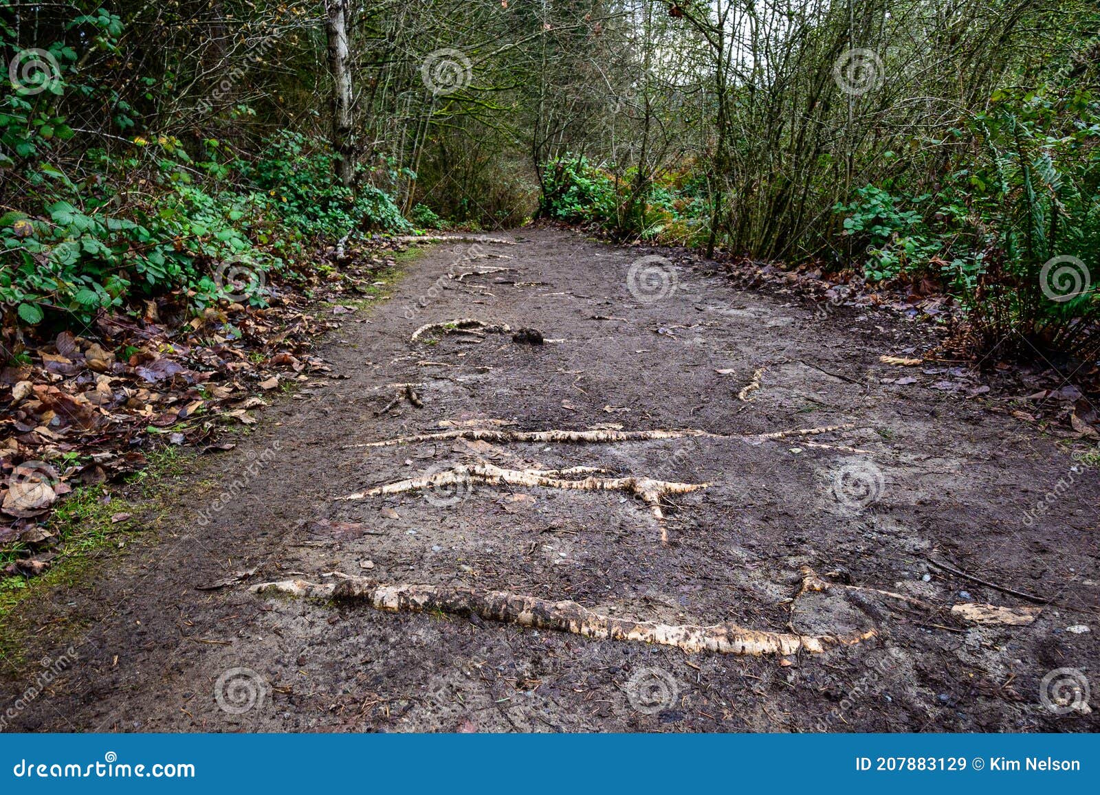 Well-worn Muddy Path with Hazardous Exposed Tree Roots, after the Rain ...
