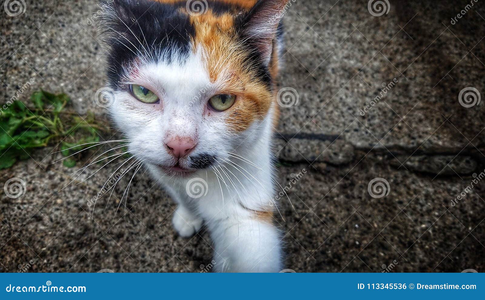 Rough cat stock photo. Image of worn, rough, neighborhood - 113345536