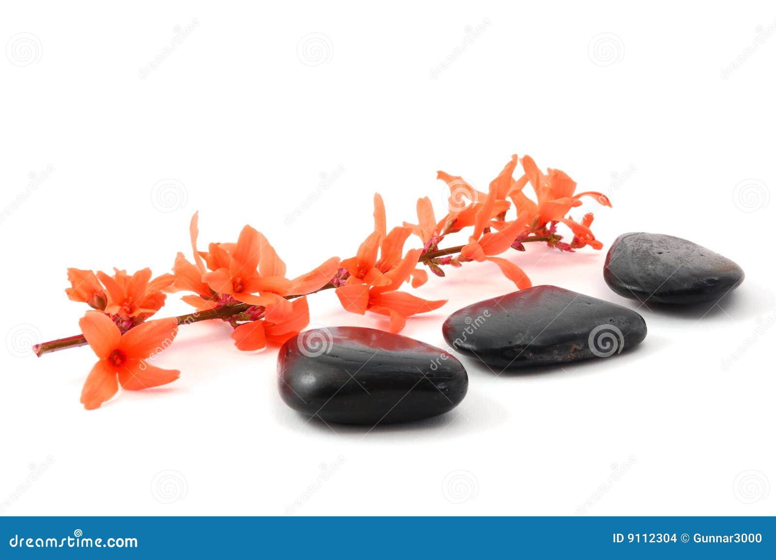 Wellness flowers stock photo. Image of spring, apothecary - 9112304