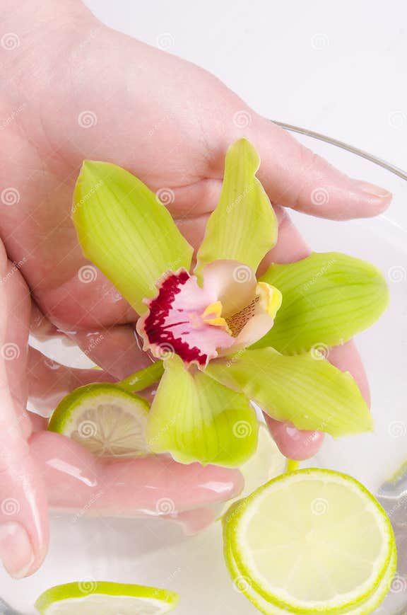 Wellness for hands stock photo. Image of happy, aromatherapy - 24005736