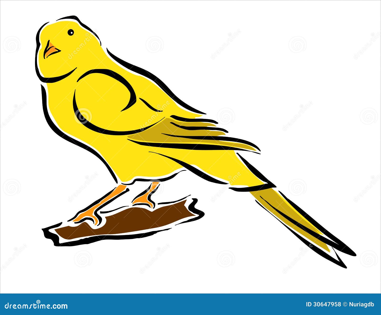 Wellow canary stock vector. Illustration of nest, ornithology - 30647958