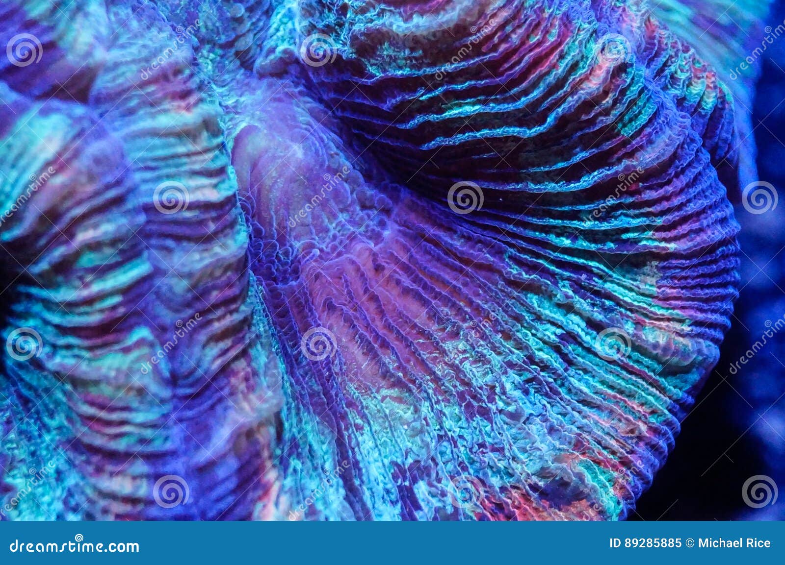 Wellsophyllia brain coral stock image. Image of abstract - 89285885