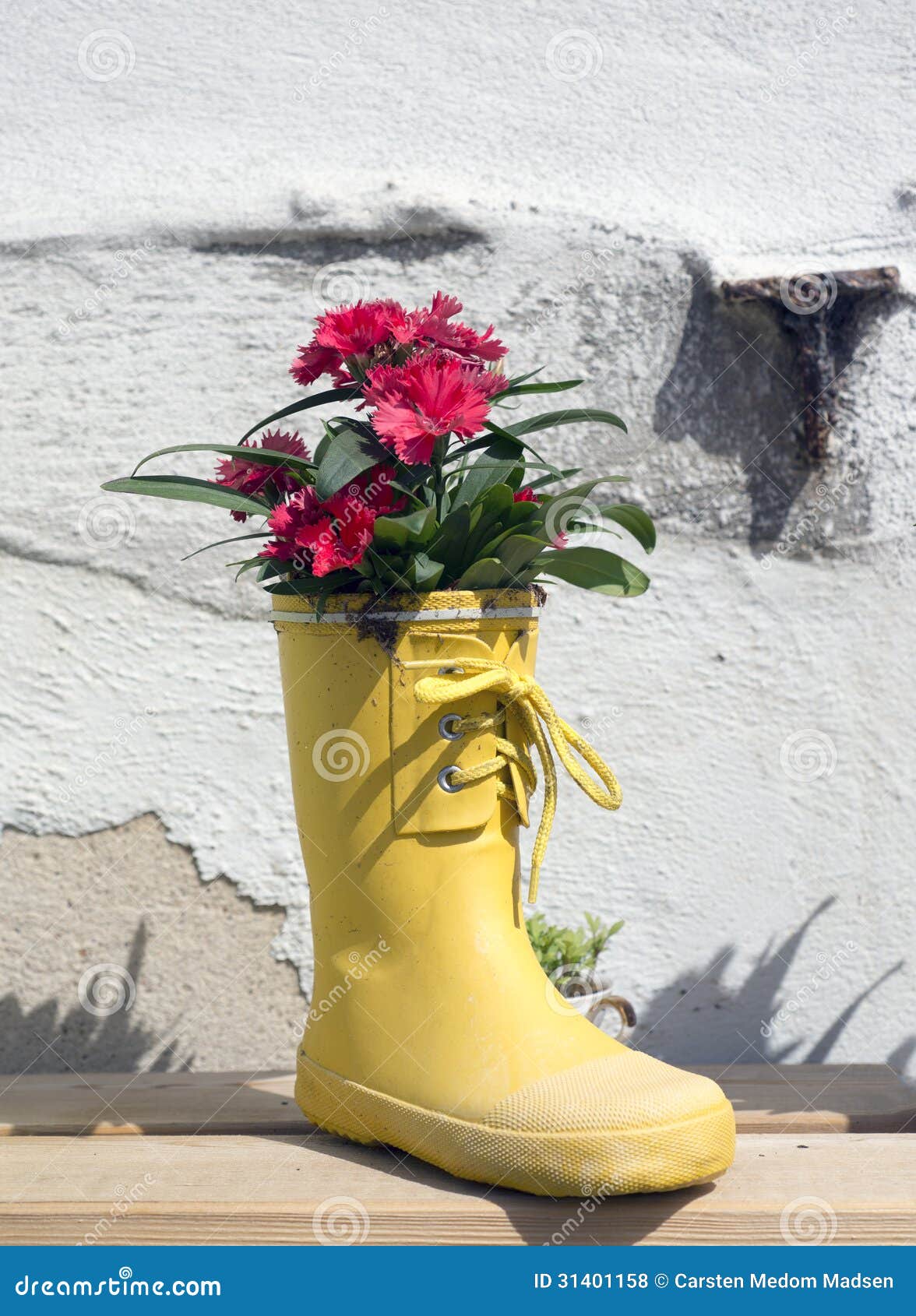 Welly flowers stock photo. Image of plant, foliage, beautiful - 31401158