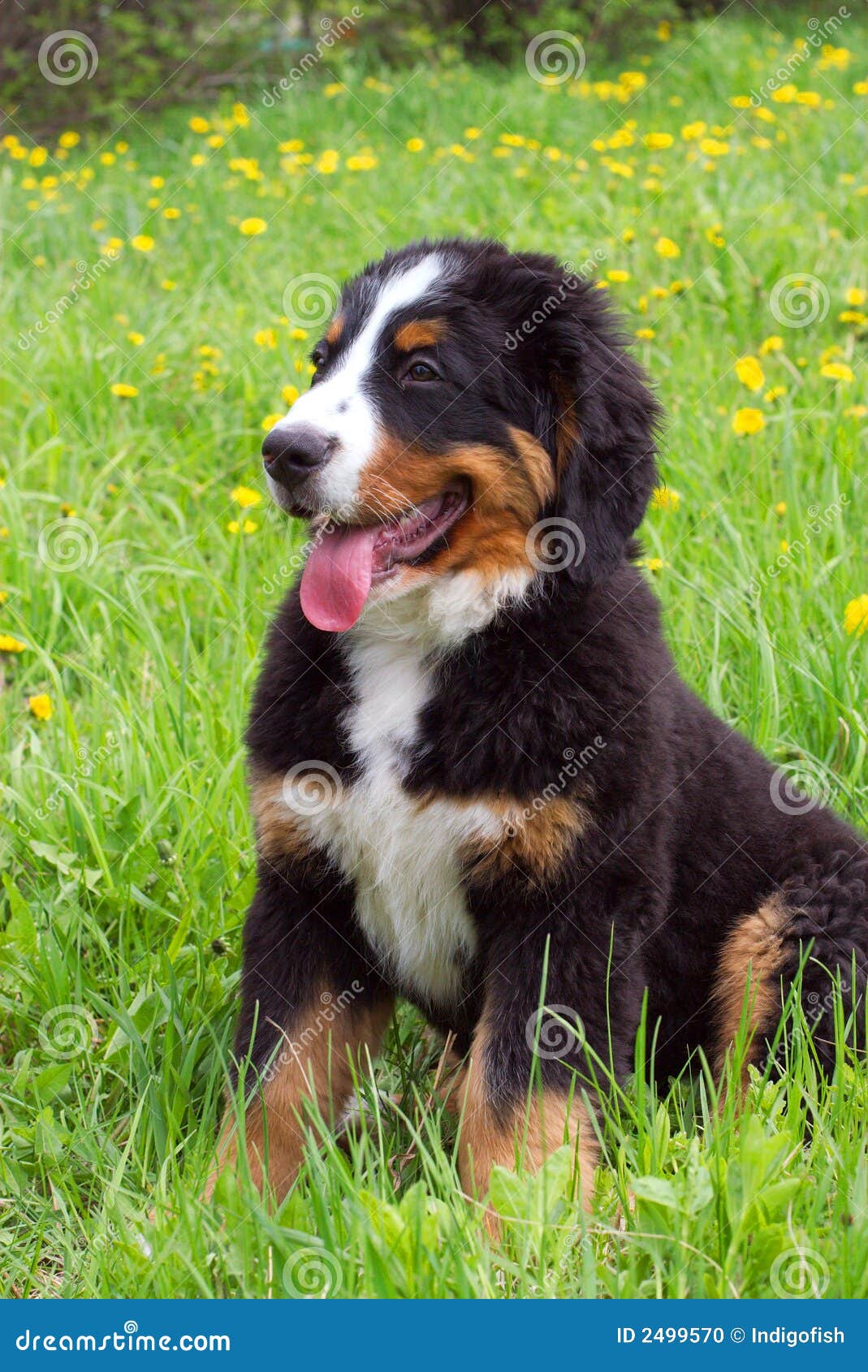 Welpe Bernese Gebirgshund stockfoto. Bild von hund, tier - 2499570