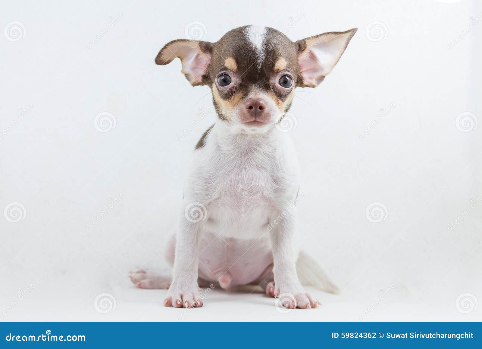 Welpe Chiwawa stockfoto. Bild von studio, hintergrund - 59824362