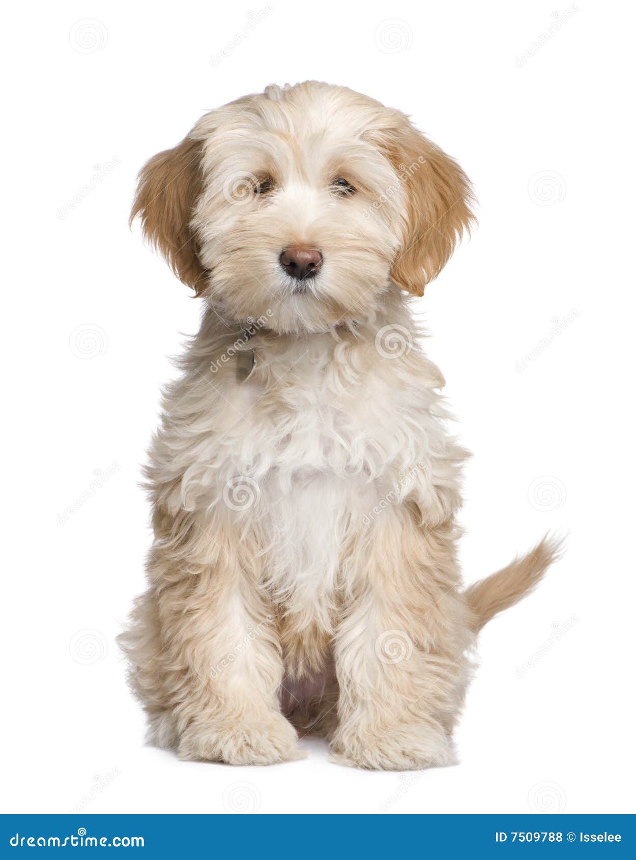 Welpe Des Tibetanischen Terriers (3 Monate) Stockfoto - Bild von beige ...