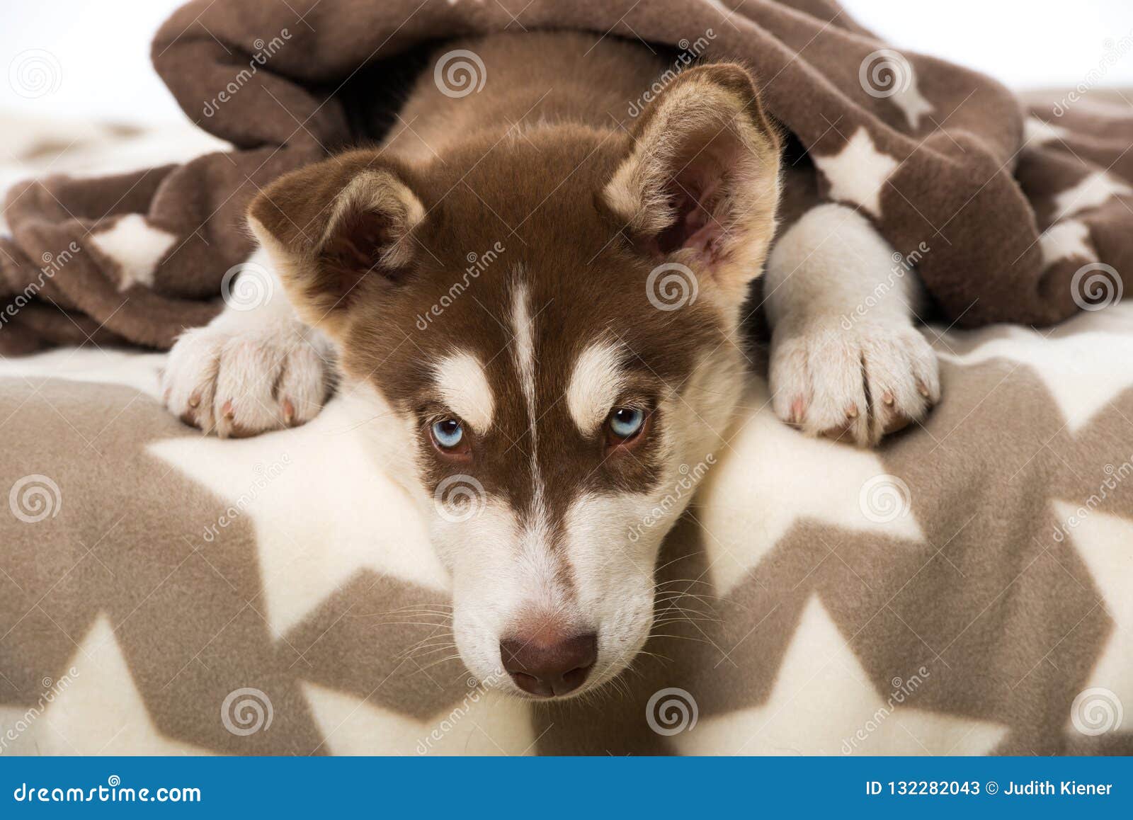 Tired Sibiran Husky Puppy on White Background Stock Image - Image of ...