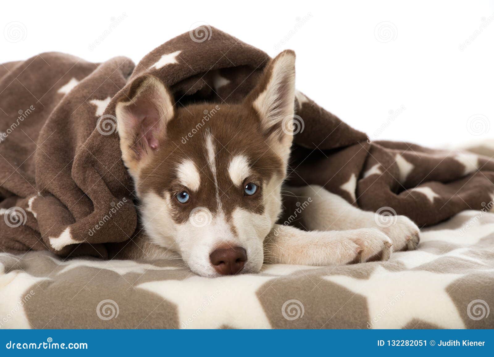 Tired Sibiran Husky Puppy on White Background Stock Image - Image of ...