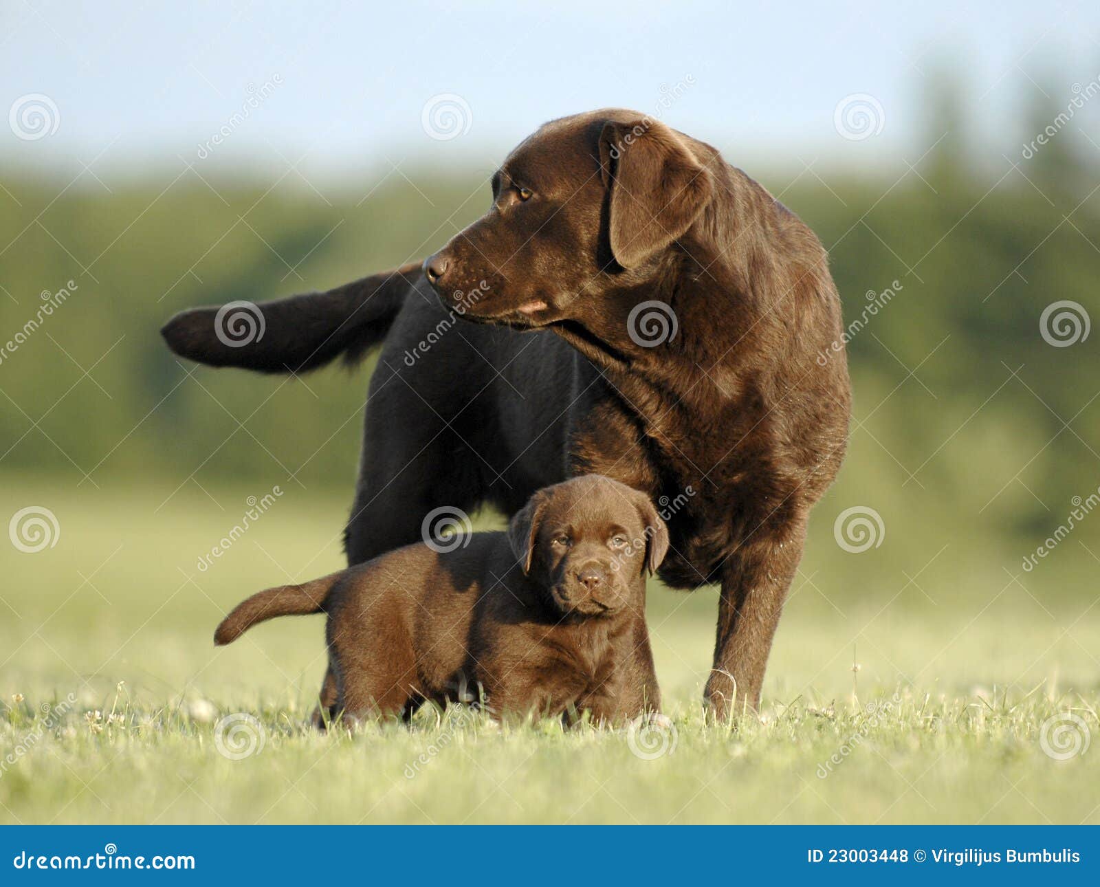Welpe Und Mutter Brown-Labrador Stockfoto - Bild von hunde, kopf: 23003448