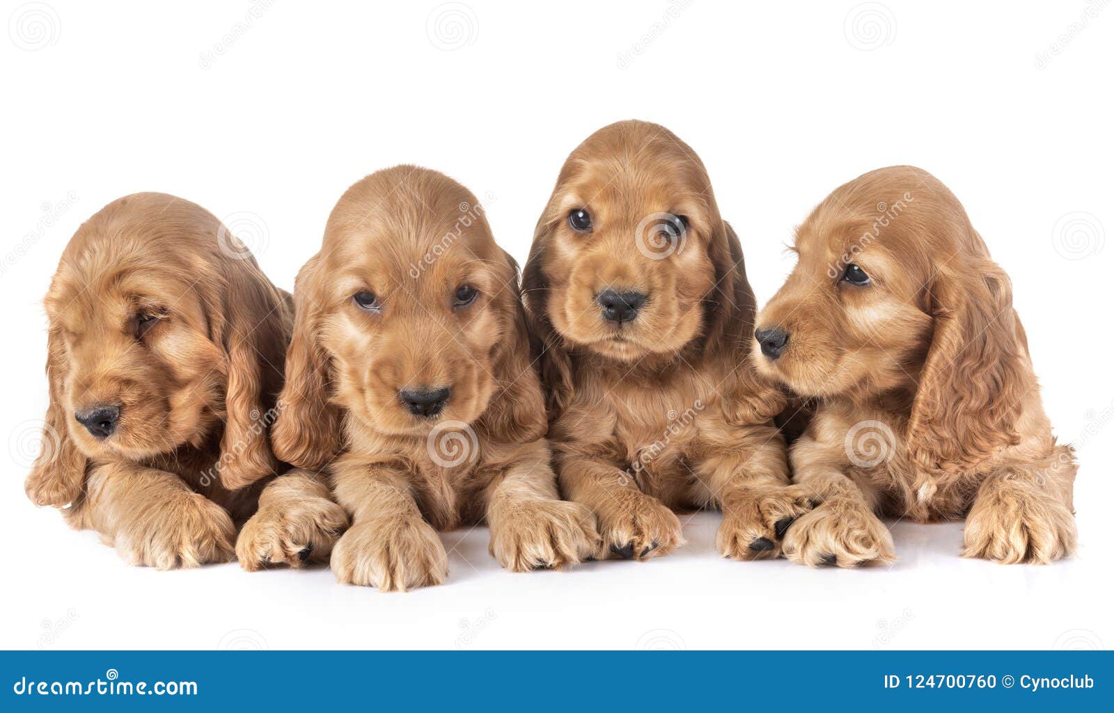 Welpen cocker spaniel stockfoto. Bild von braun, hund - 124700760