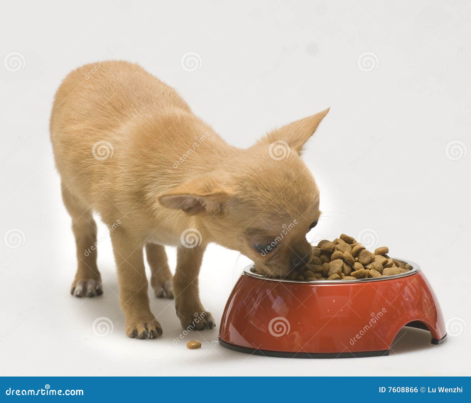 Welpen-Hund essen Nahrung stockfoto. Bild von säugetier - 7608866