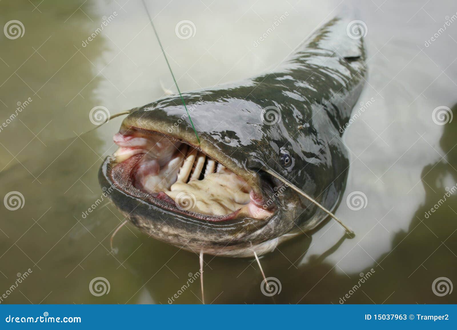 Wels stockbild. Bild von kopf, wels, frischwasser, enorm - 15037963