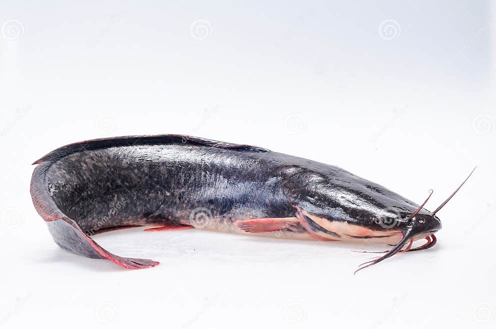 Wels stockfoto. Bild von hintergrund, wasser, knorpelig - 36310962