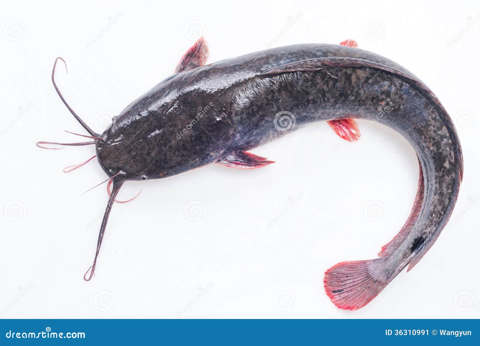 Wels stockbild. Bild von fischen, fische, bart, nahrung - 36310991