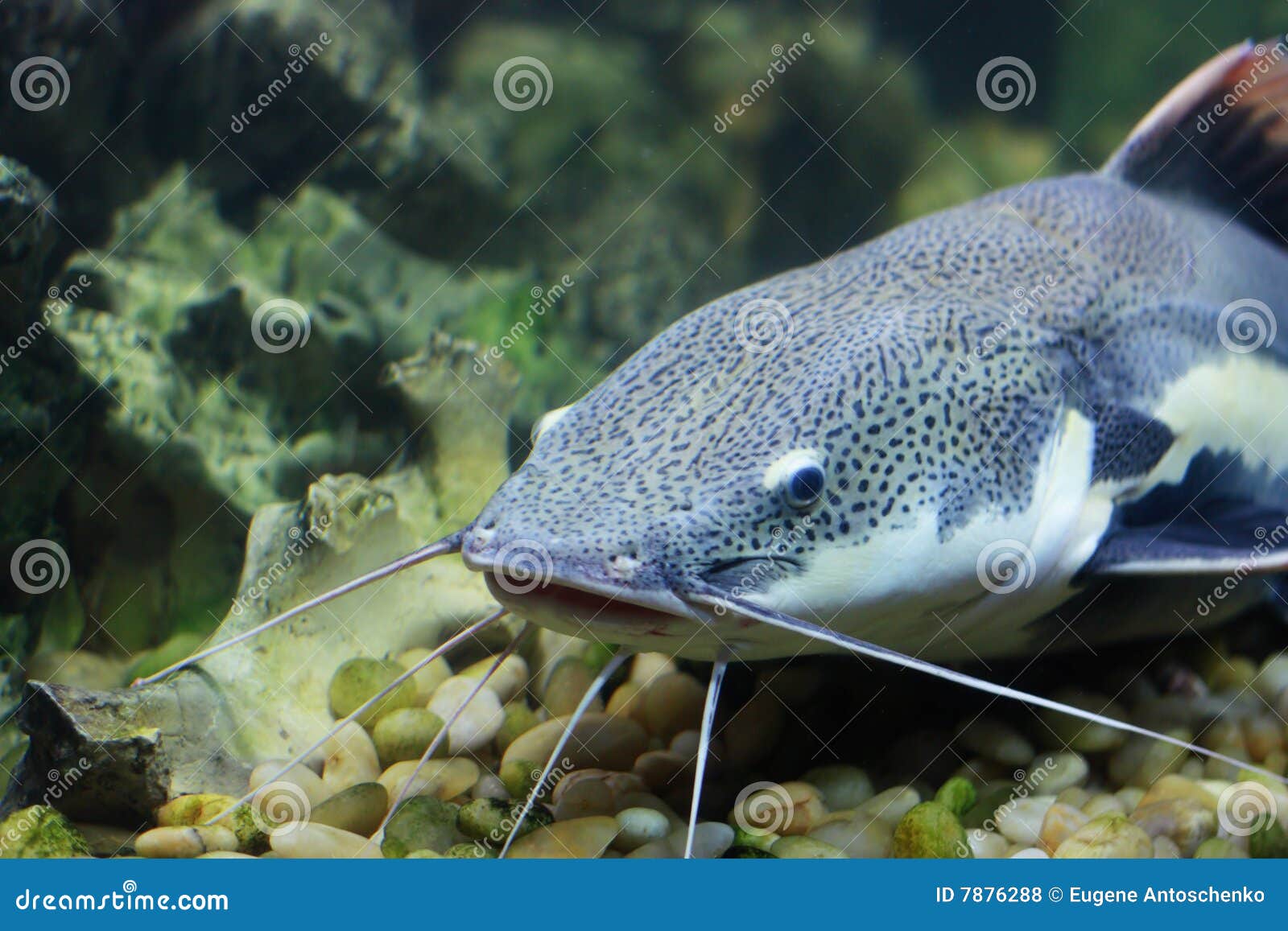Wels stockfoto. Bild von fische, aquarium, katze, blau - 7876288