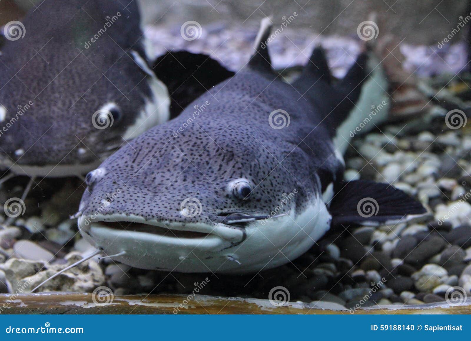 Wels catfish stock photo. Image of aquatic, exotic, catfish - 59188140