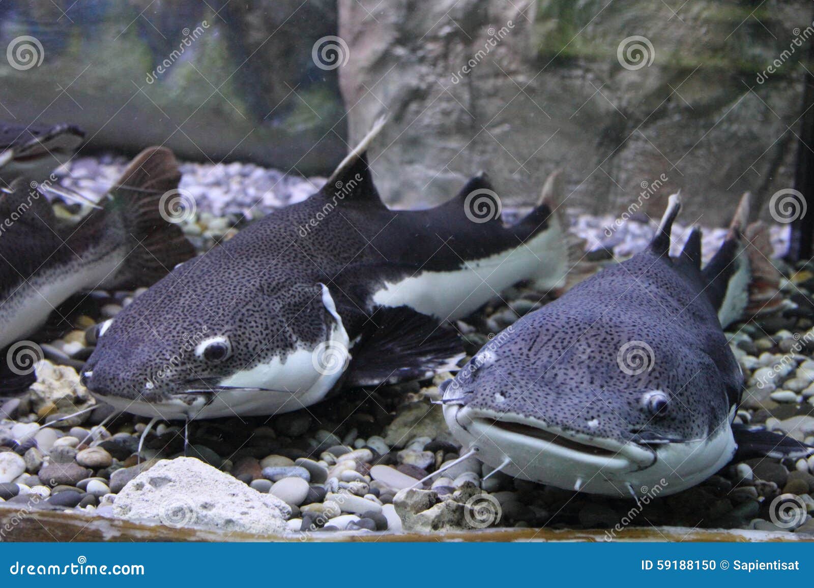 Wels catfish stock photo. Image of green, colour, life - 59188150