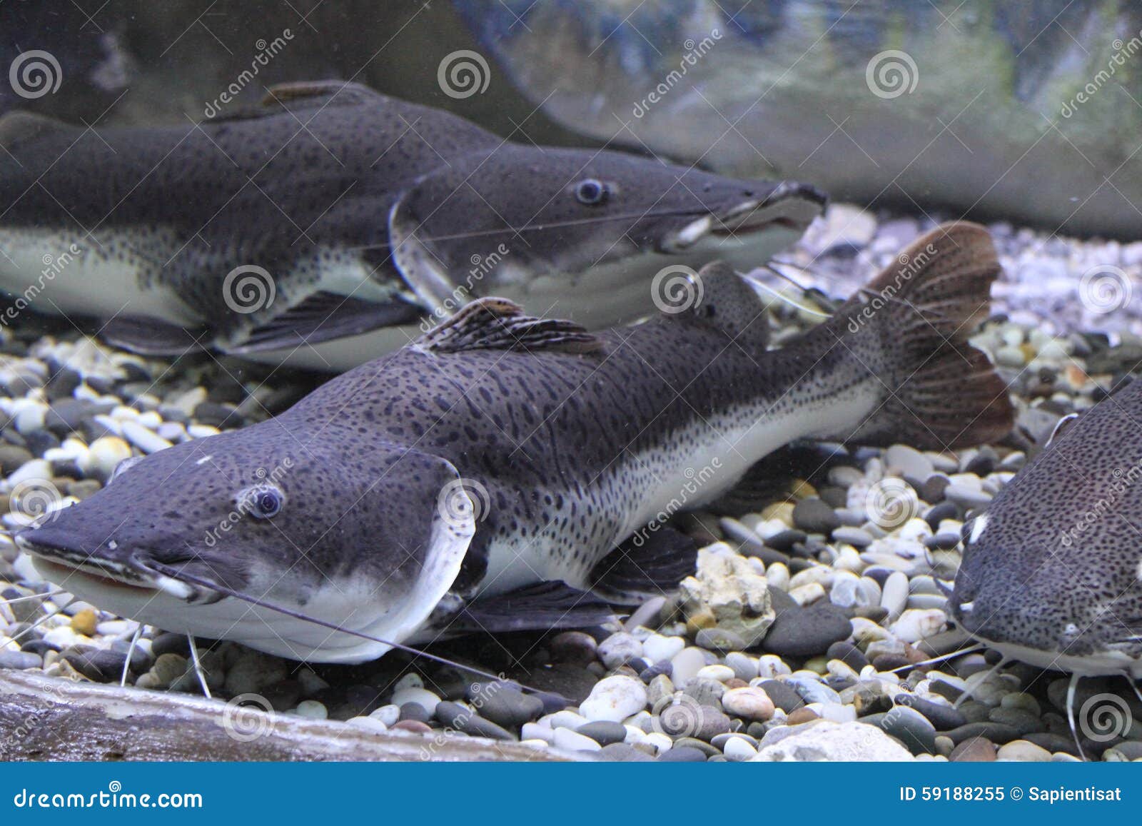 Wels catfish stock image. Image of colors, caspiansea - 59188255