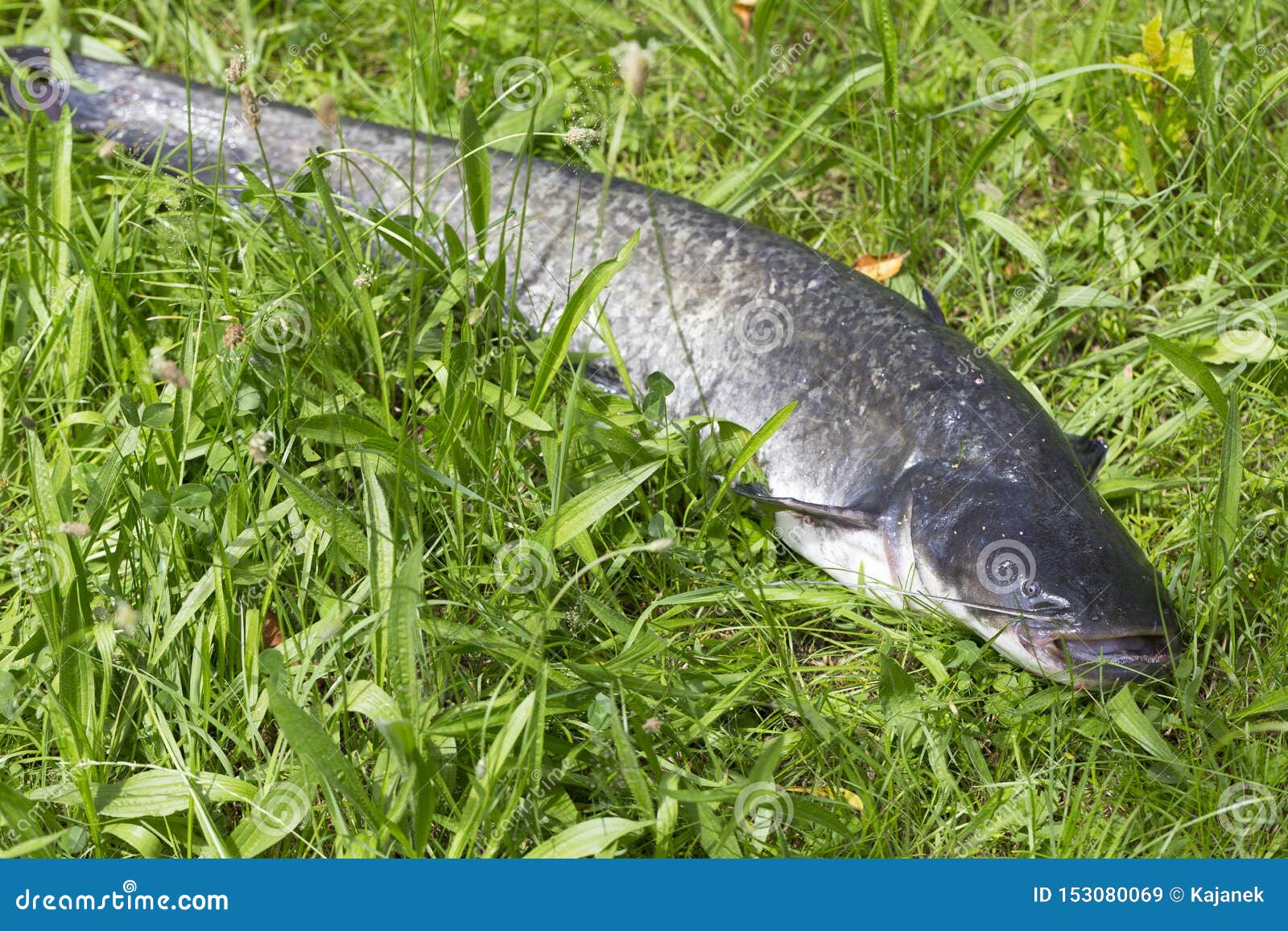 Wels Catfish â€“ Silurus Glanis â€“ in Detail Stock Image - Image of ...