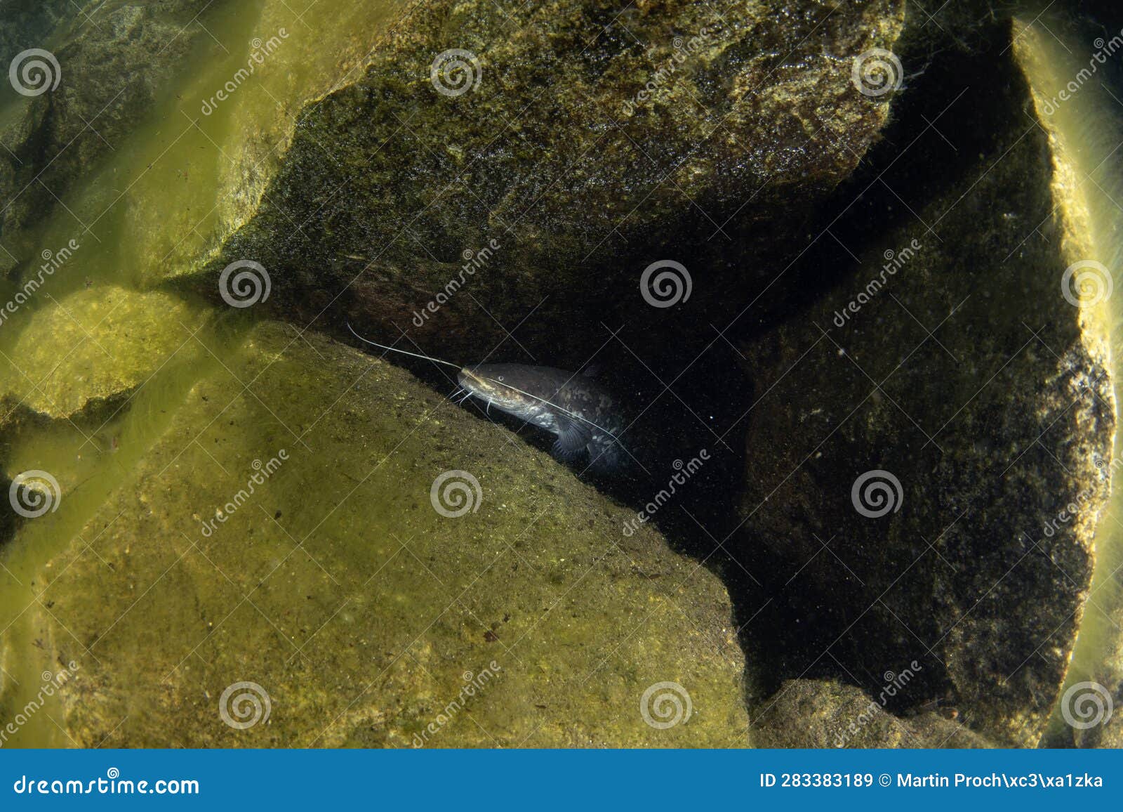 Wels Catfish, Silurus Glanis, Sheatfish, Just Wels Stock Image - Image ...