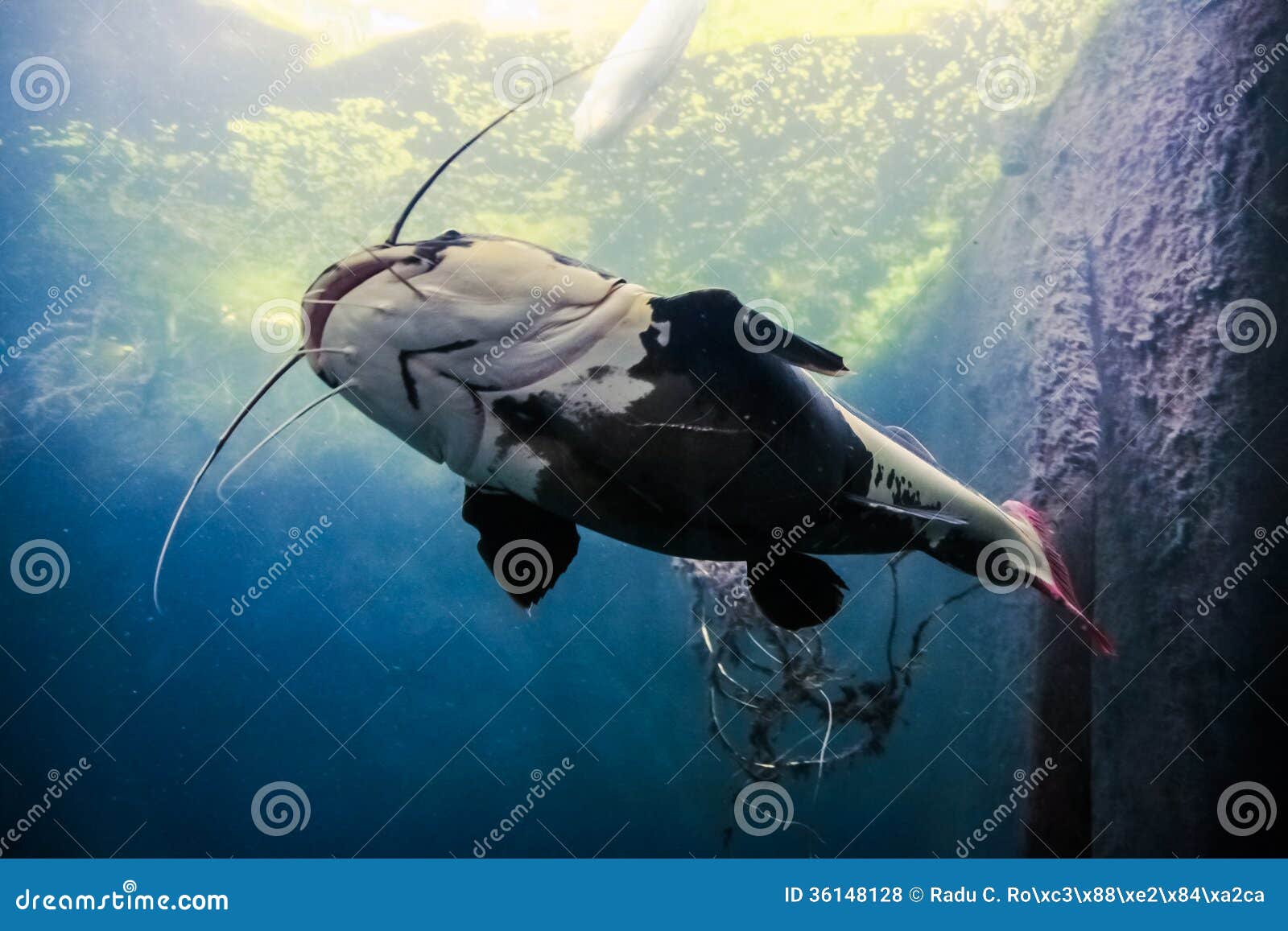 Wels Catfish (Silurus Glanis) Stock Photo - Image of animal, silurus ...