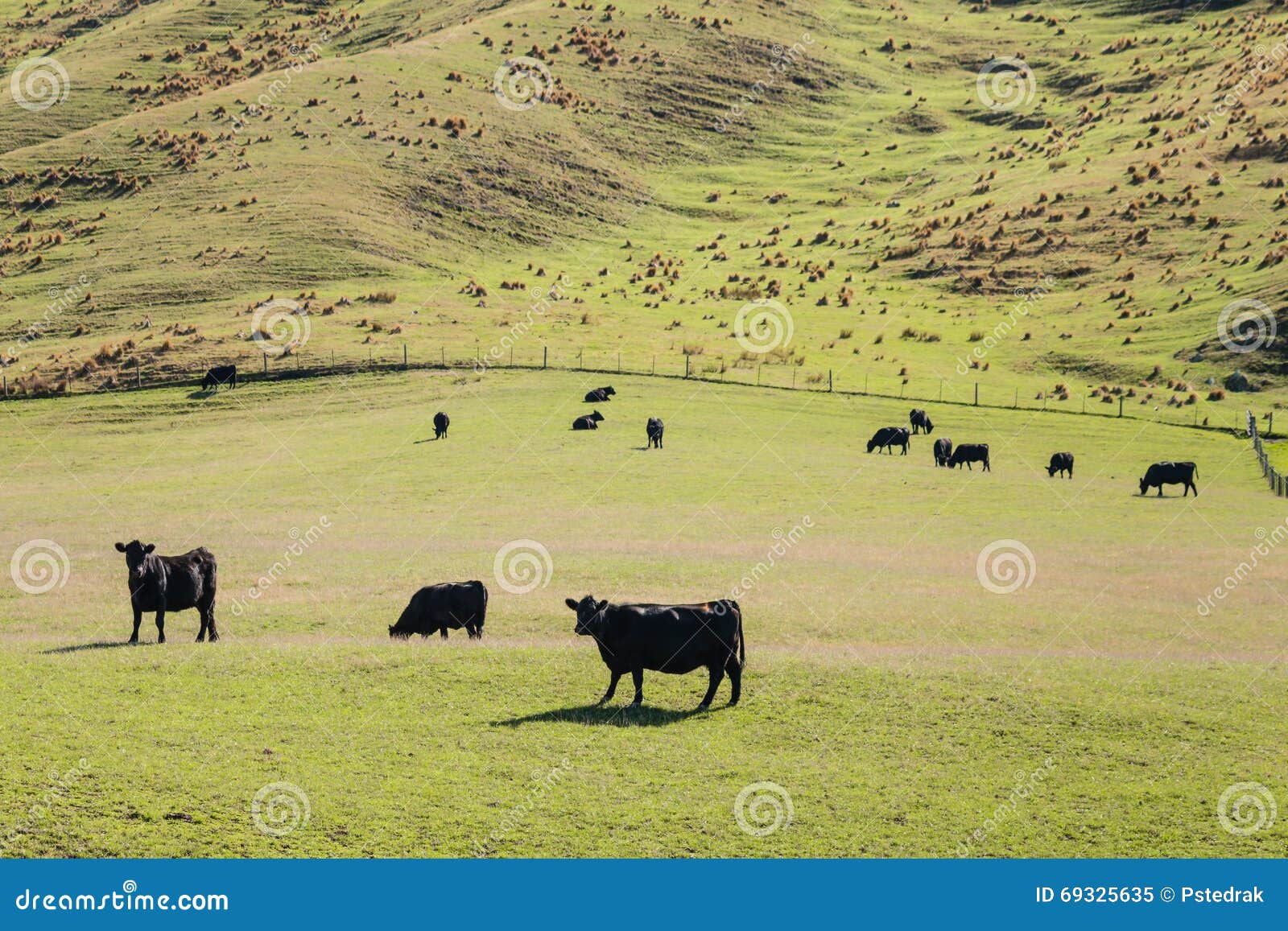 Welsh Black Cattle Grazing on Meadow Stock Image - Image of foraging ...