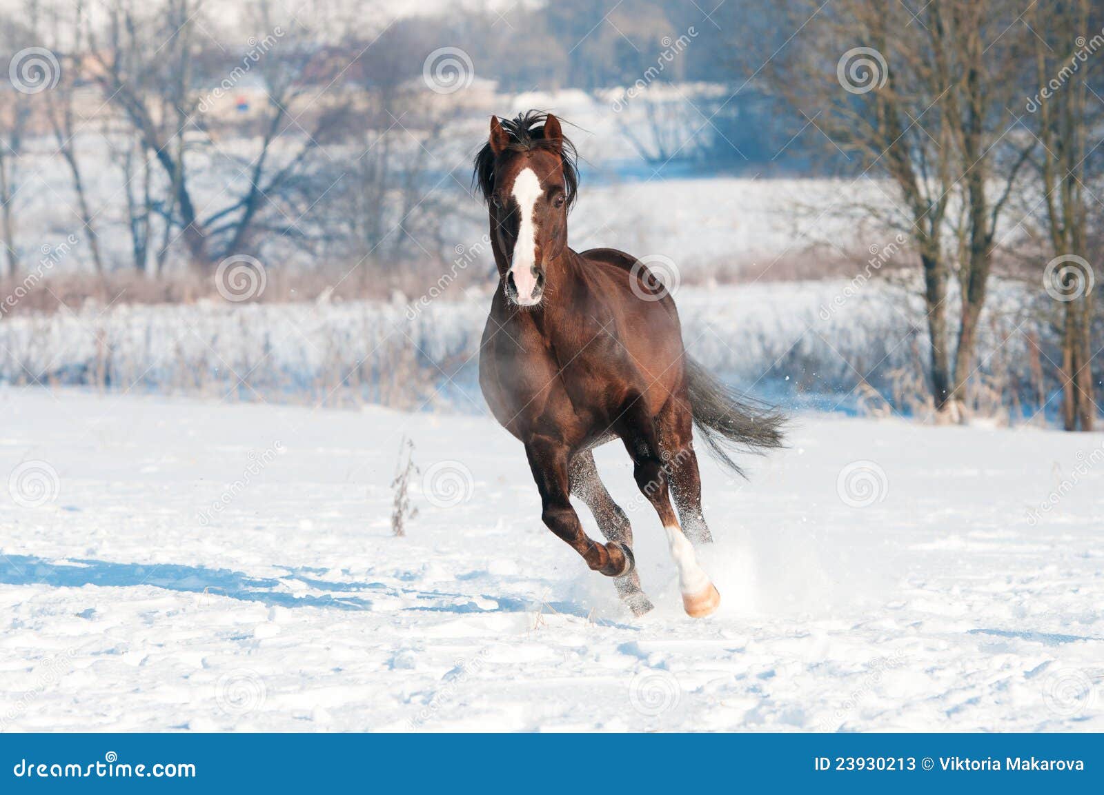 Welsh Brown Pony Stallion Runs Gallop in Front Stock Image - Image of ...