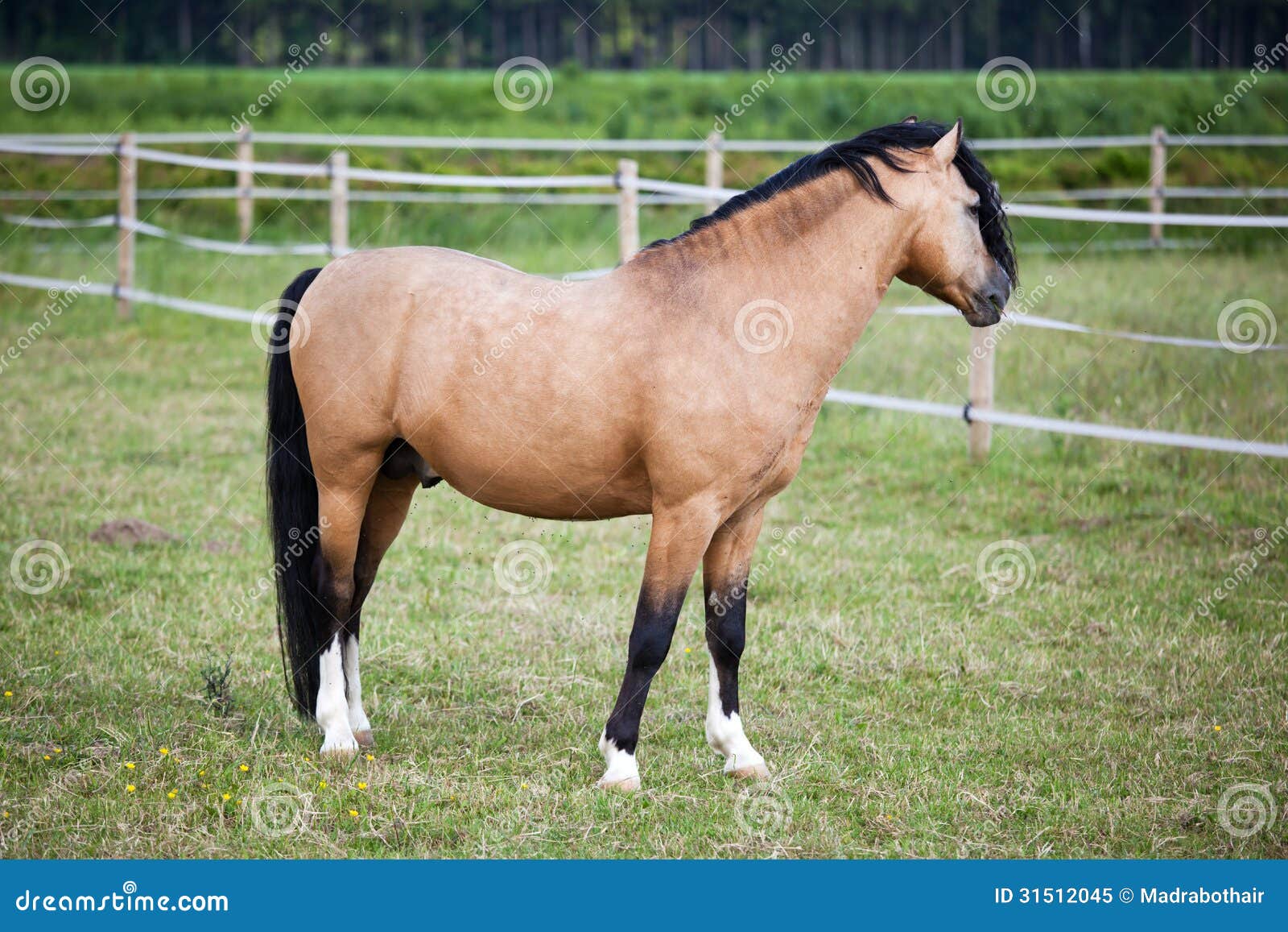 Welsh Cob Pony on the Field Stock Image - Image of meadow, brown: 31512045