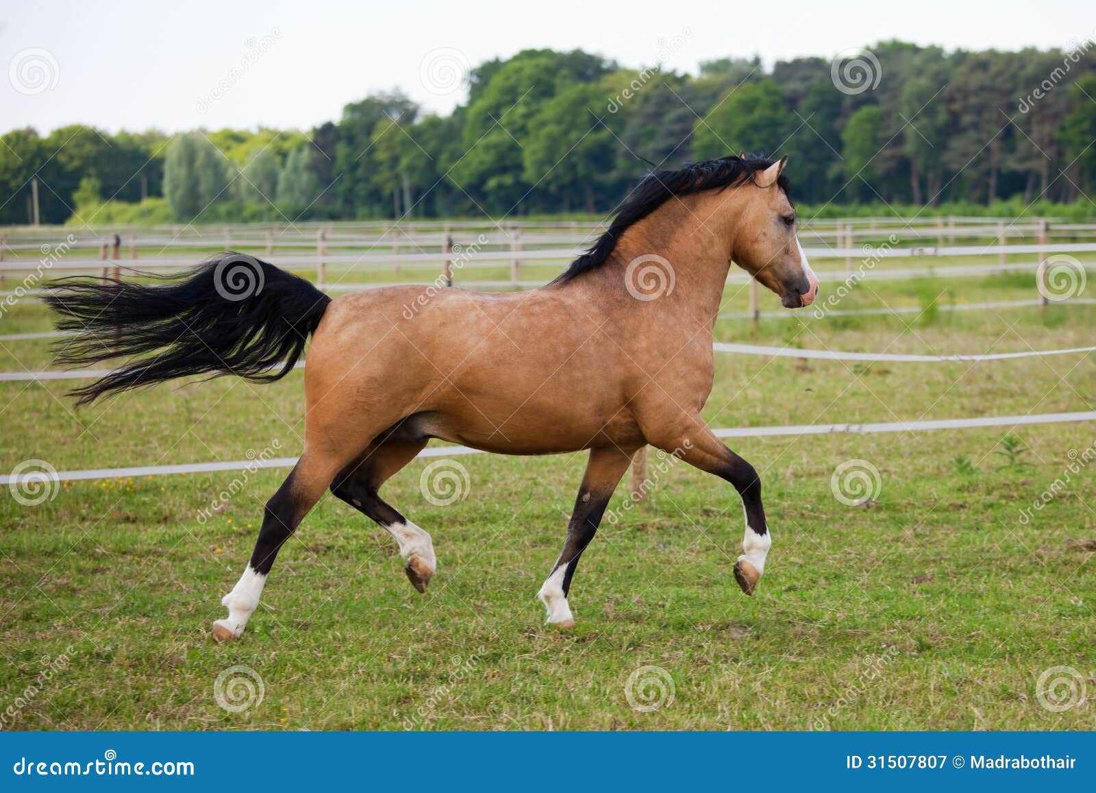 Welsh Cob pony stock image. Image of welsh, green, galopping - 31507807