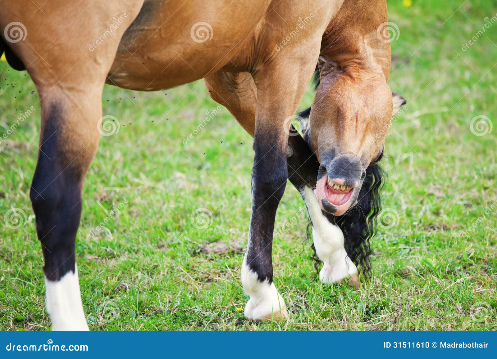 Welsh Cob Pony Scratching the Head Stock Photo - Image of animals ...