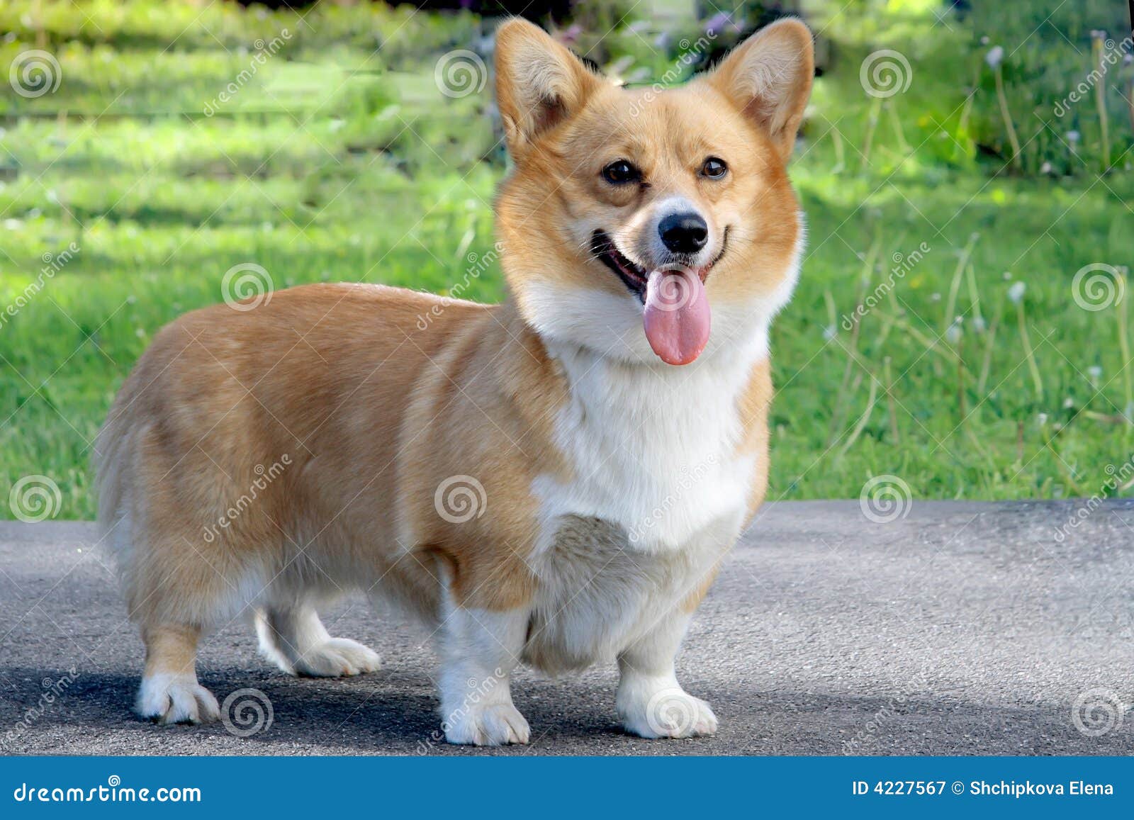 Collection of Animals And Pets Photos, Illustrations - Dreamstime ID:32637