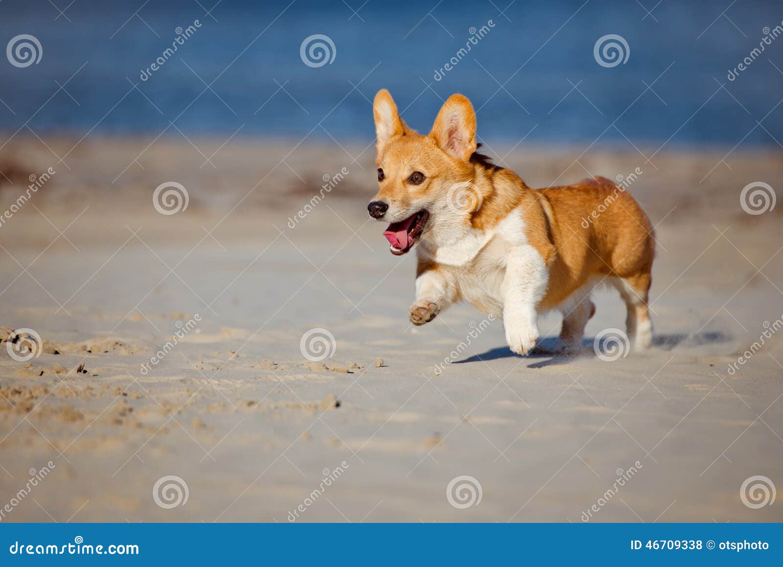 Welsh Corgi Cardigan Dog Running on a Beach Stock Photo - Image of legs ...