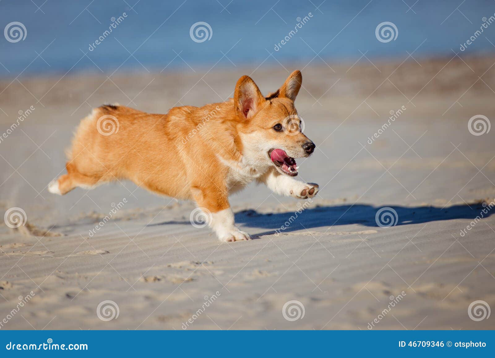 Welsh Corgi Pembroke Dog Running on a Beach Stock Photo - Image of ...