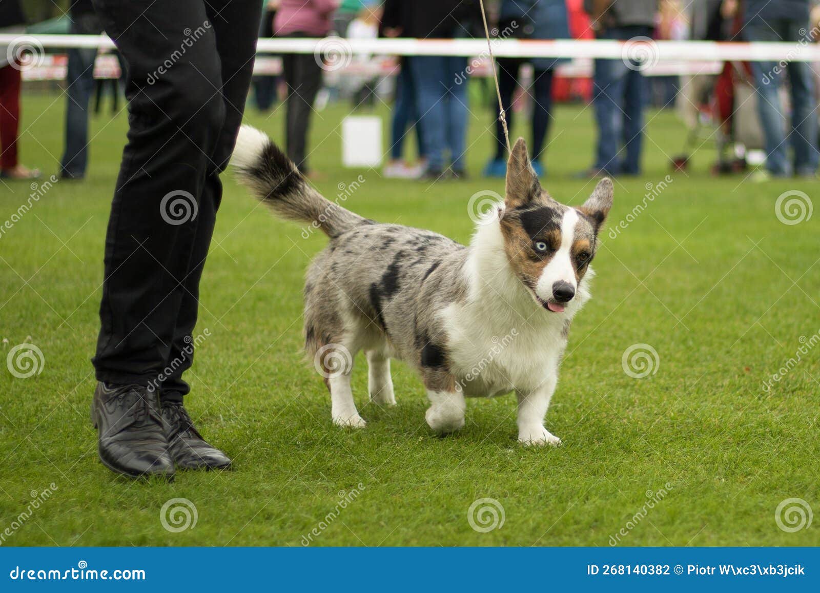 Welsh Corgi Cardigan Dog during the Show in the Ring Editorial ...