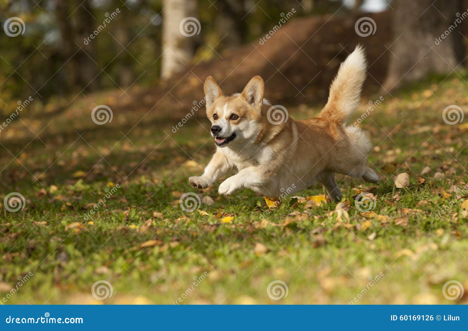 Welsh Corgi stock photo. Image of game, grass, breed - 60169126
