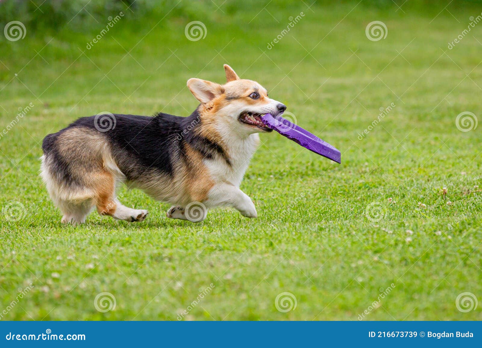 The Welsh Corgi Dog Plays with the Frisbee in the Grass Stock Image ...