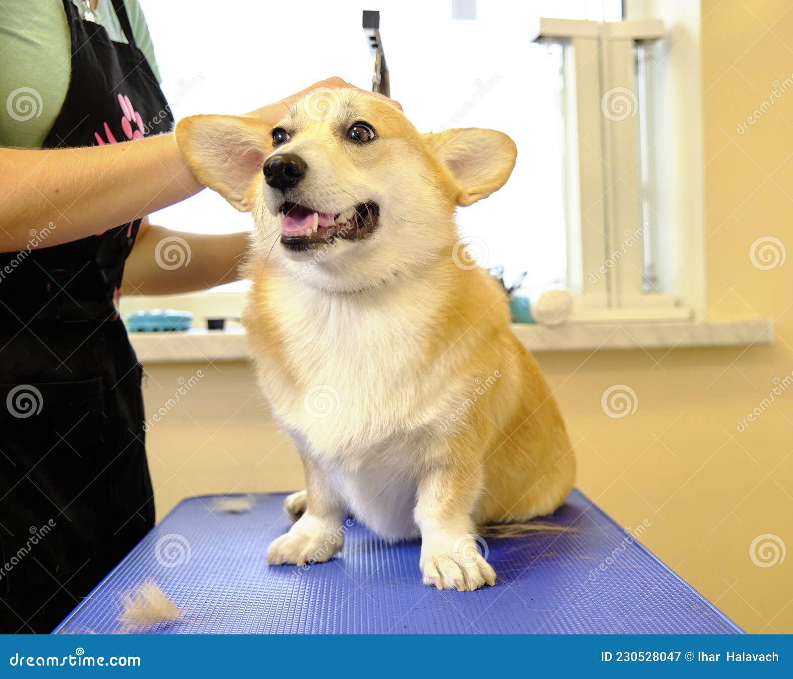 How Do You Groom Pembroke Welsh Corgi