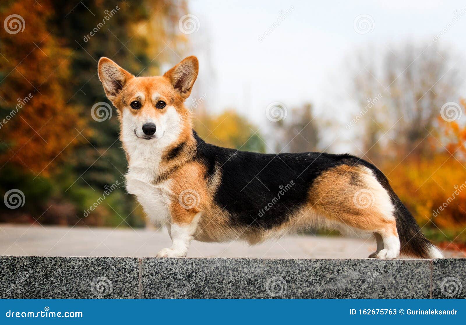 Welsh Corgi Dog Stands Sideways Stock Image - Image of leaves, adorable ...