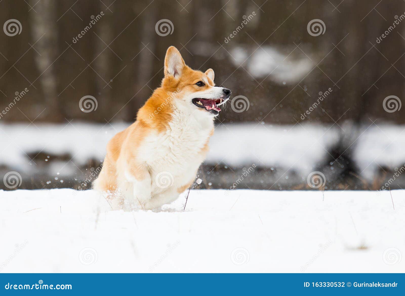 Corgi Dogs in Winter in the Snow Stock Photo - Image of canine, winter ...