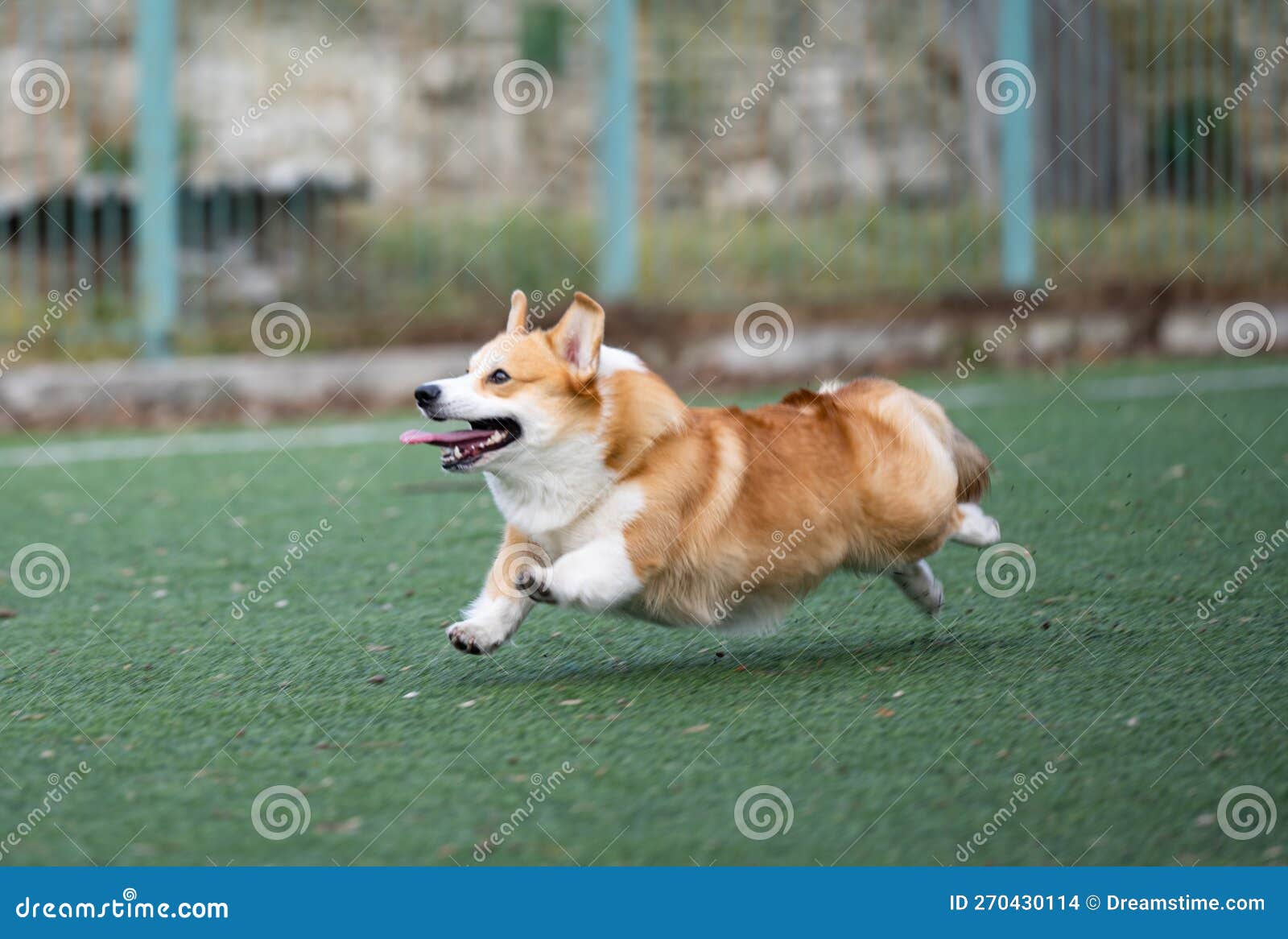 Welsh Corgi in Motion during the Game Stock Photo - Image of obedience ...