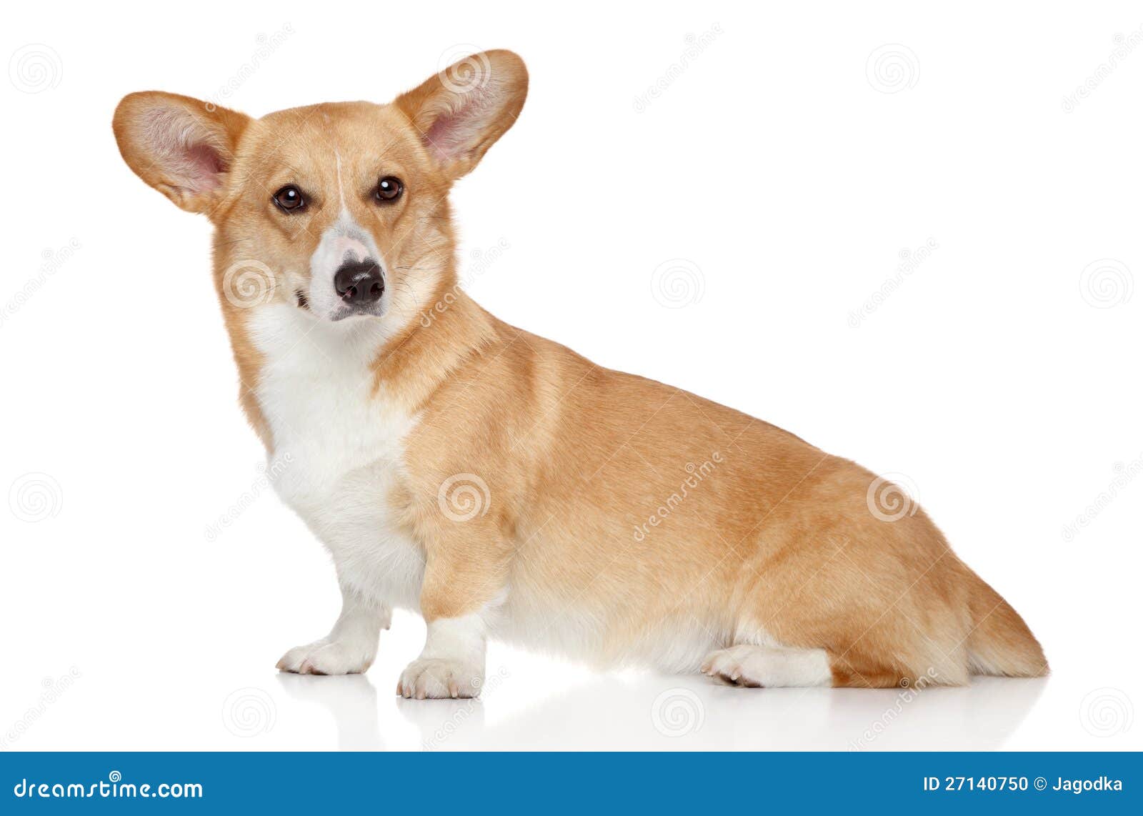 Red Dog Corgi Pembroke Lies On Autumn Leaves And Gnawing Lump Stock ...