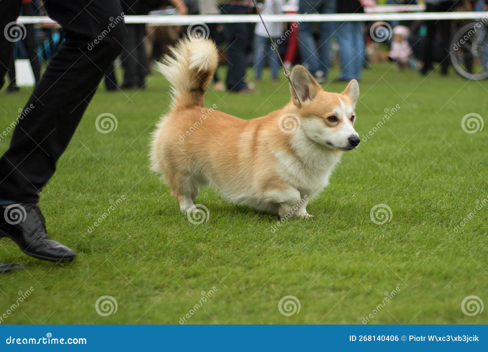 Welsh Corgi Pembroke Dog during the Show in the Ring Editorial Photo ...