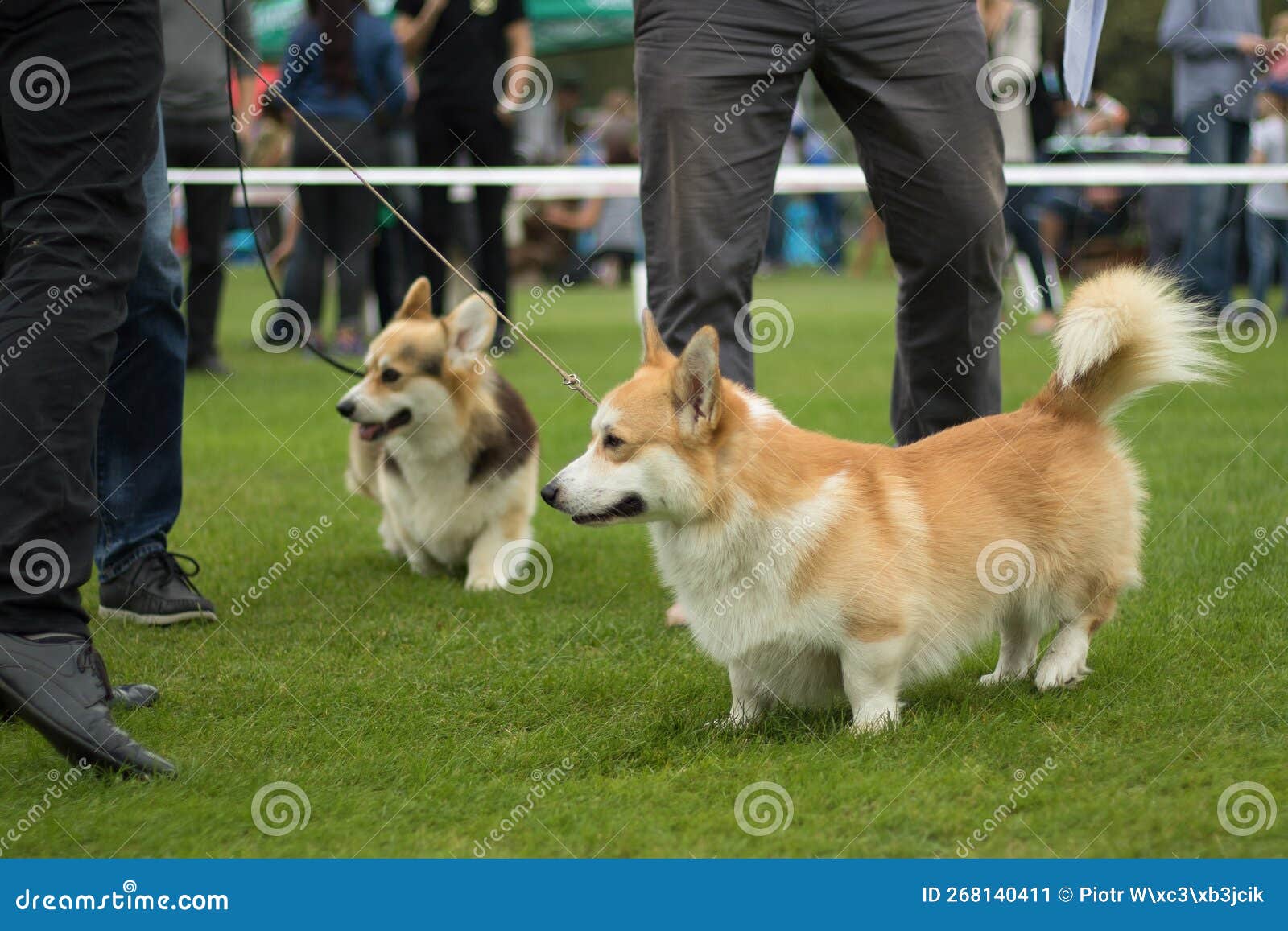 Welsh Corgi Pembroke Dog during the Show in the Ring Editorial Photo ...
