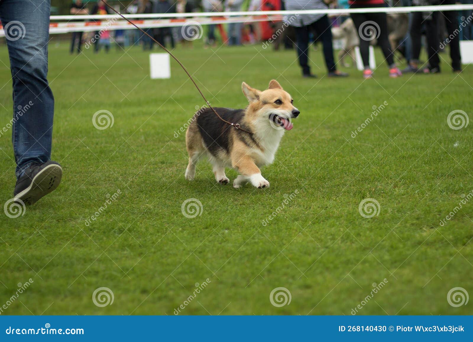 Welsh Corgi Pembroke Dog during the Show in the Ring Editorial Image ...