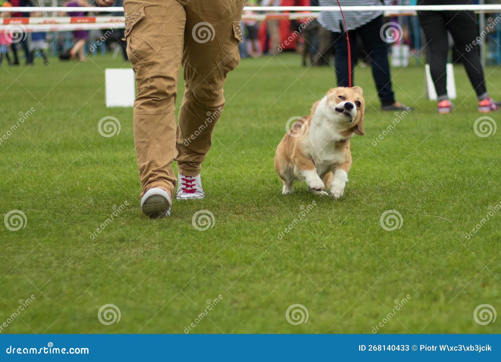 Welsh Corgi Pembroke Dog during the Show in the Ring Editorial Stock ...