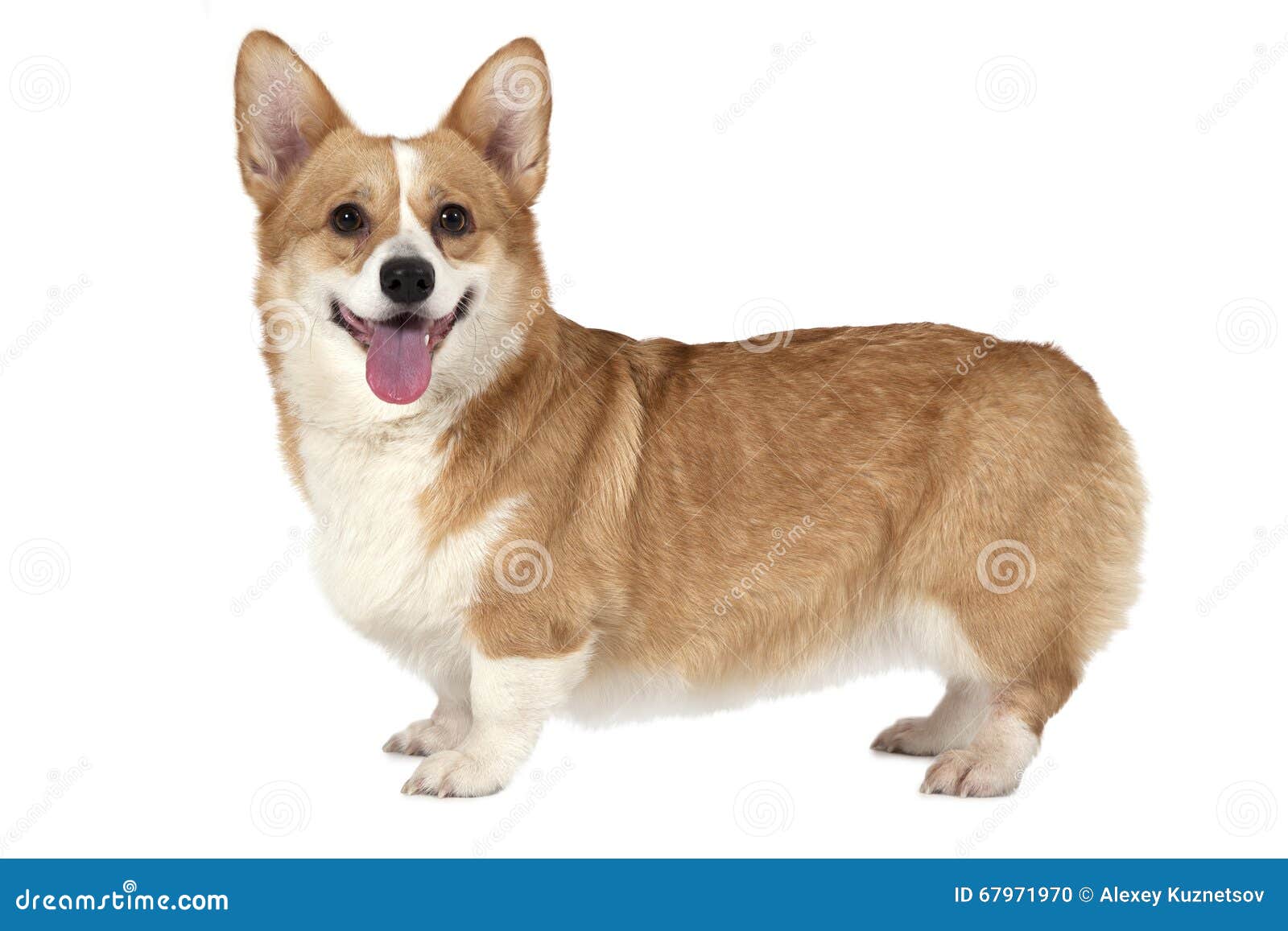 Welsh Corgi Pembroke Tricolor Stands In Woods And Looks Up With Brown ...