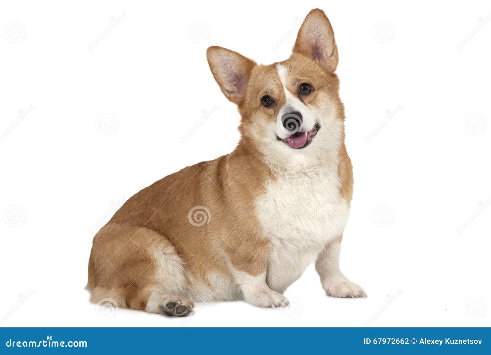 Red Dog Corgi Pembroke Lies On Autumn Leaves And Gnawing Lump Stock ...