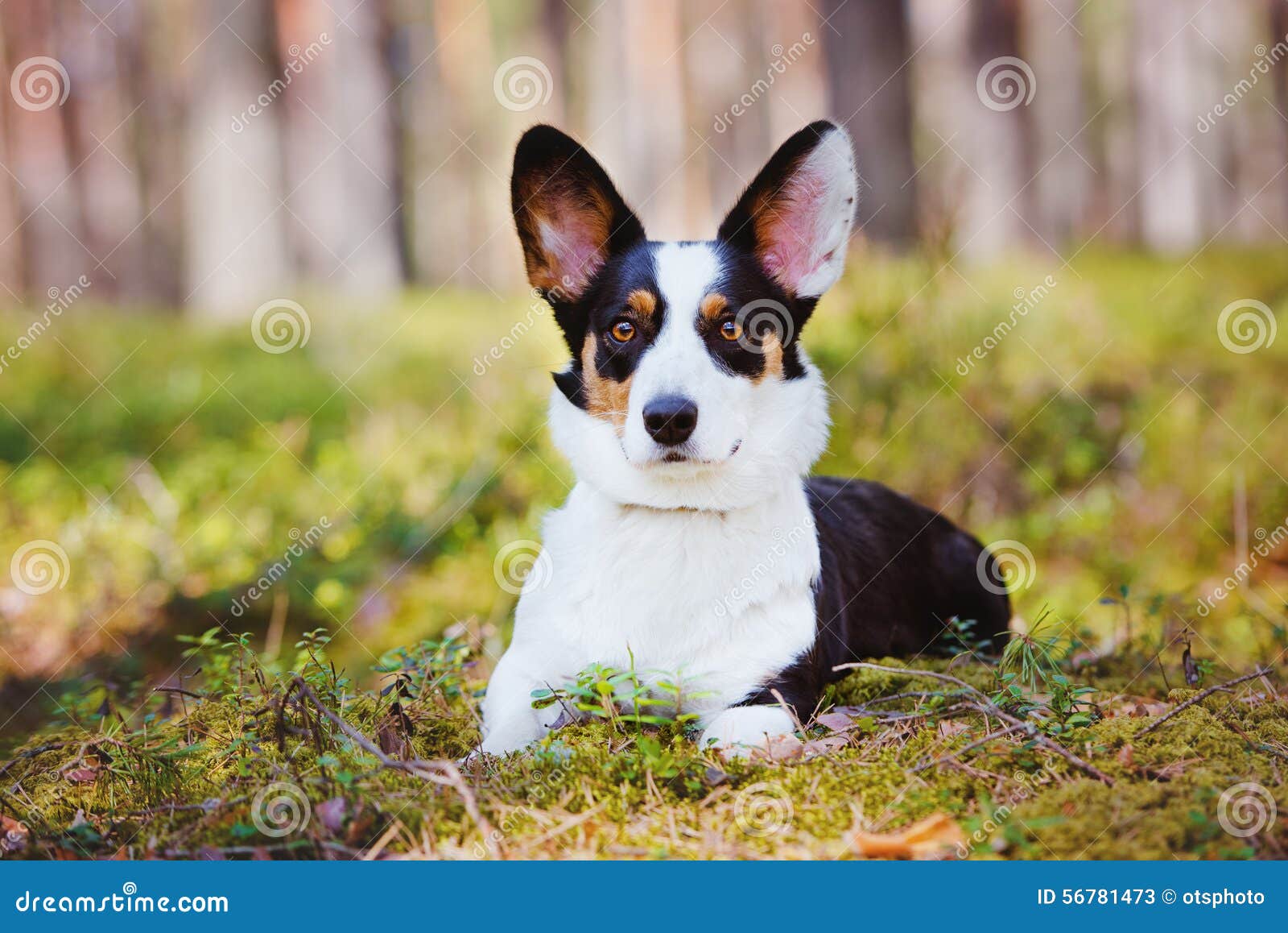 Welsh Corgi Pembroke Lying Down Stock Image - Image of breed, posing ...