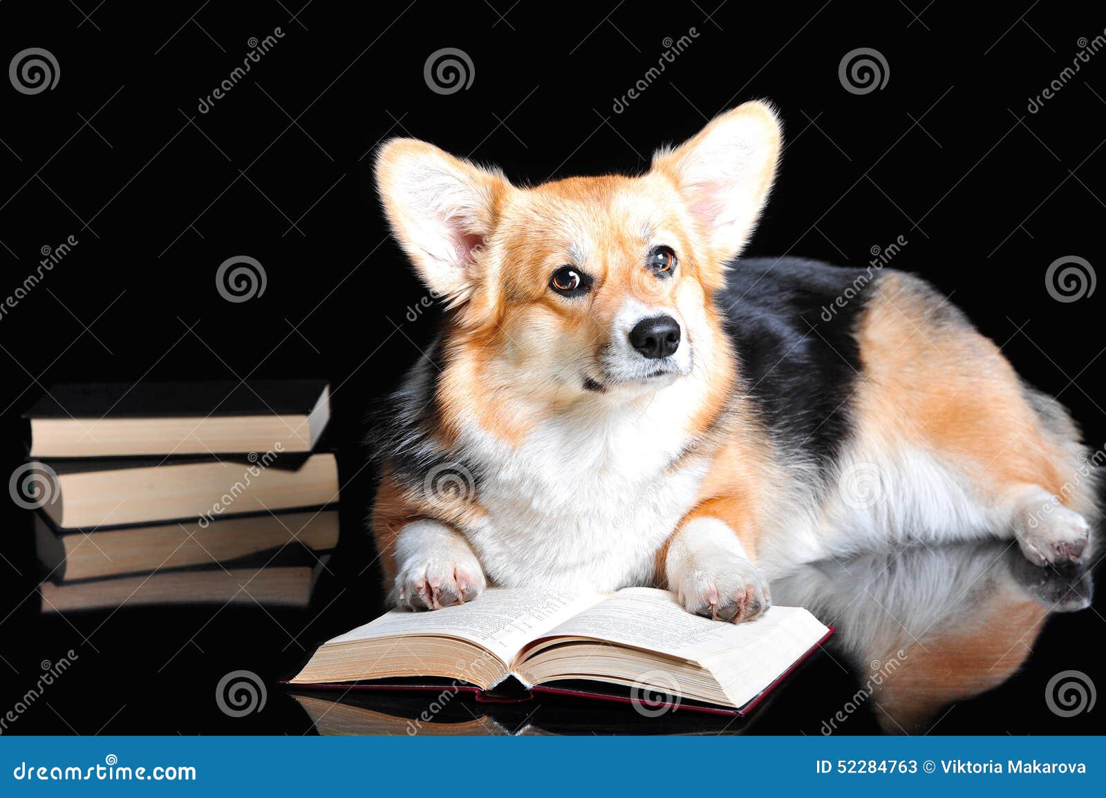 Welsh Corgi Pembroke Reads a Book, Isolated on Black Stock Image ...
