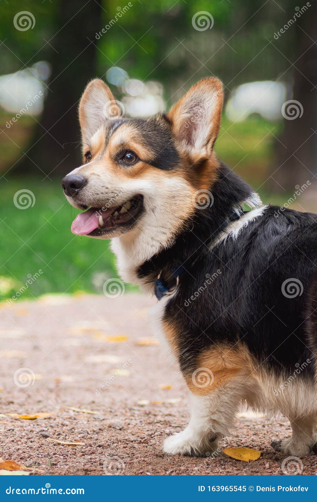 Welsh Corgi Pembroke Sitting on a Trunk Looking Up Smiling Stock Image ...